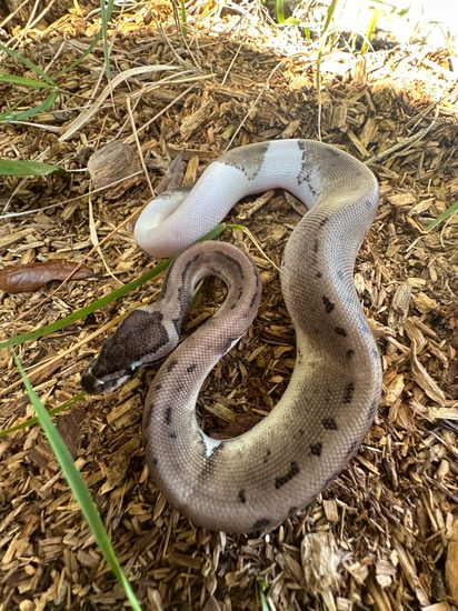 TSK Axanthic Pinstripe Pied Ball Python by Xtreme Exotics