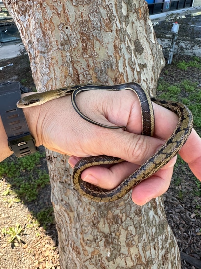 Taiwan Beauty Snake Beauty Rat Snake by Xtreme Exotics