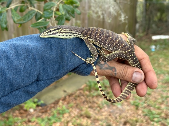 Adorable Baby Argus Other Monitor by Xtreme Exotics