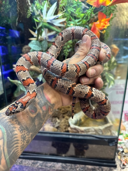 Adult Female Variable Kingsnake Nuevo Leon Kingsnake by Xtreme Exotics