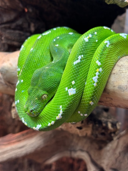Aru Green Tree Python by Xtreme Exotics
