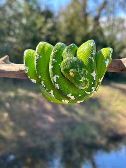 Aru Green Tree Python by Xtreme Exotics