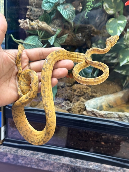 Yellow ATB Amazon Tree Boa by Xtreme Exotics