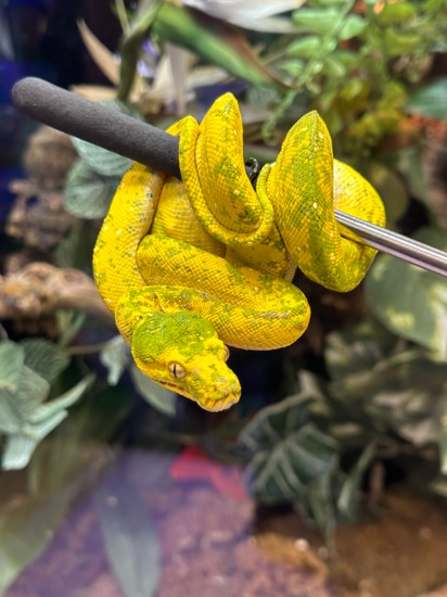 Beautiful Biak Mid-OCC Green Tree Python by Xtreme Exotics