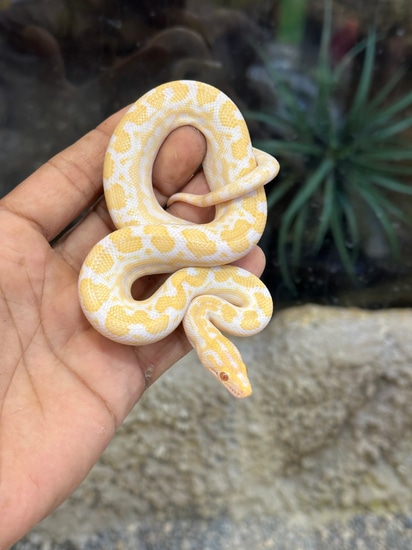 Albino Colombian Colombian Rainbow Boa by Xtreme Exotics