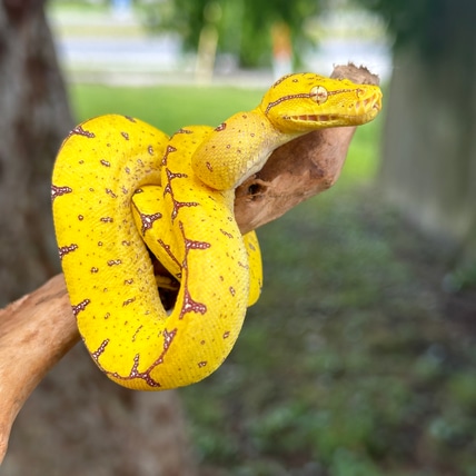 Xtreme Exotics - MorphMarket