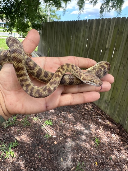 Adult Male Spotty! Spotted Python by Xtreme Exotics