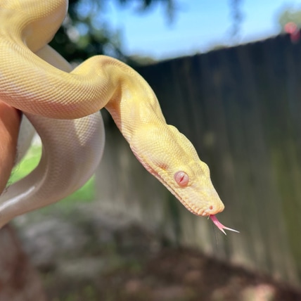 Xtreme Exotics - MorphMarket