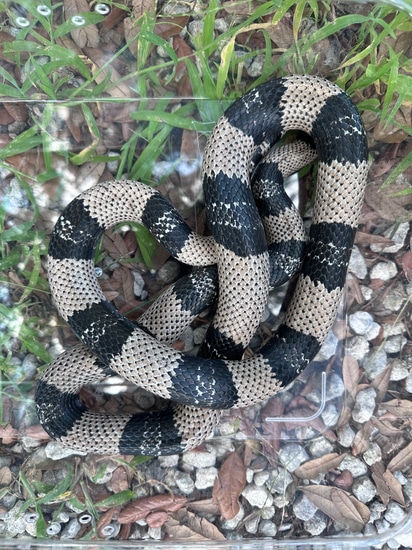Anery Het Snow Honduran Milk Snake by Xtreme Exotics