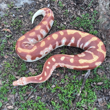 Xtreme Exotics - MorphMarket