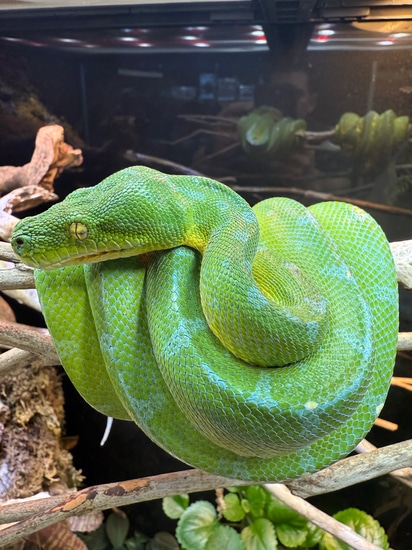 Female Jayapura Green Tree Python by Xtreme Exotics
