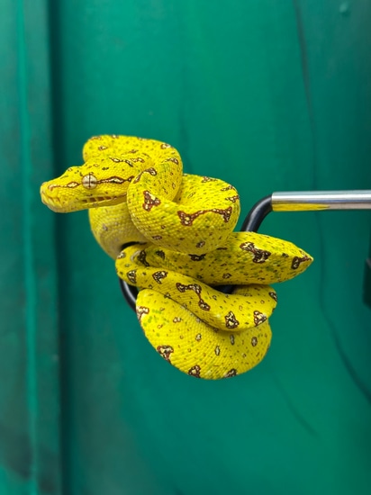 Yellow Biak Green Tree Python by Xtreme Exotics
