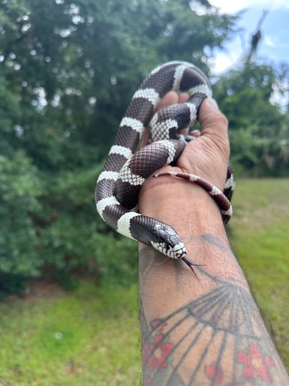 Adult Banded Chocolate California Kingsnake by Xtreme Exotics