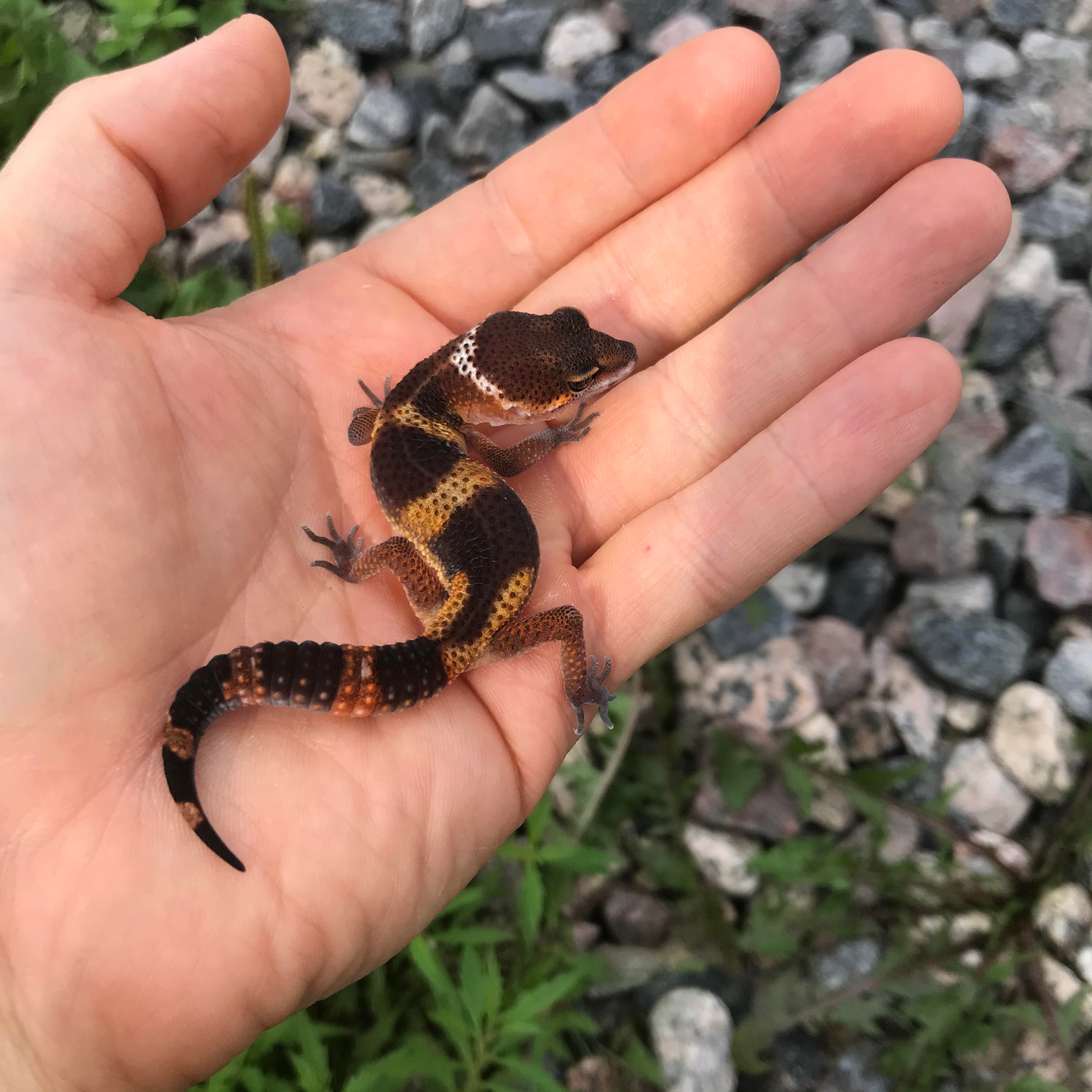 Ash 66% Het NDBE Leopard Gecko by Xtreme Exotics Canada - MorphMarket