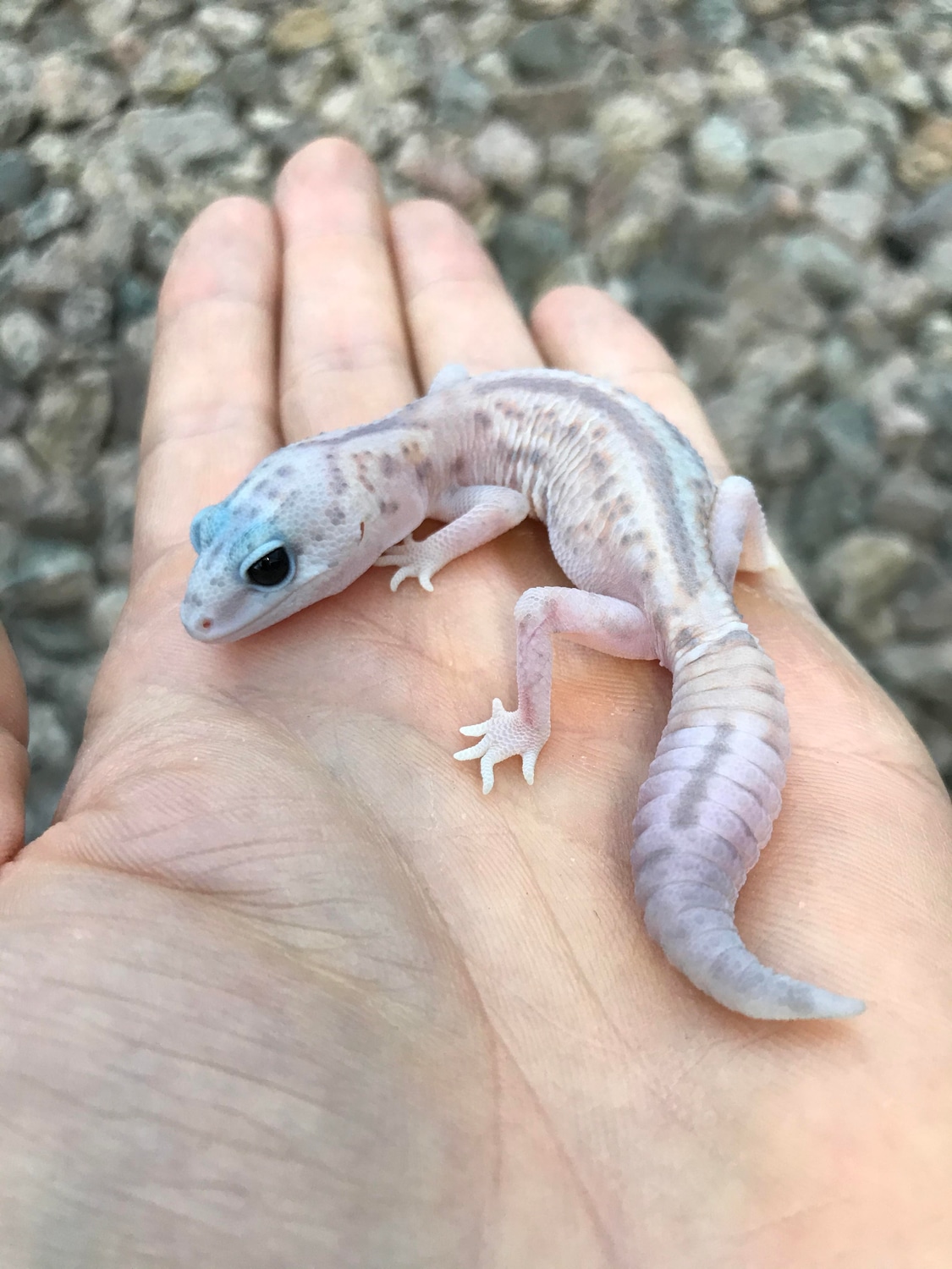 Whiteout Ghost Zulu Patternless African Fat-Tailed Gecko by Xtreme ...