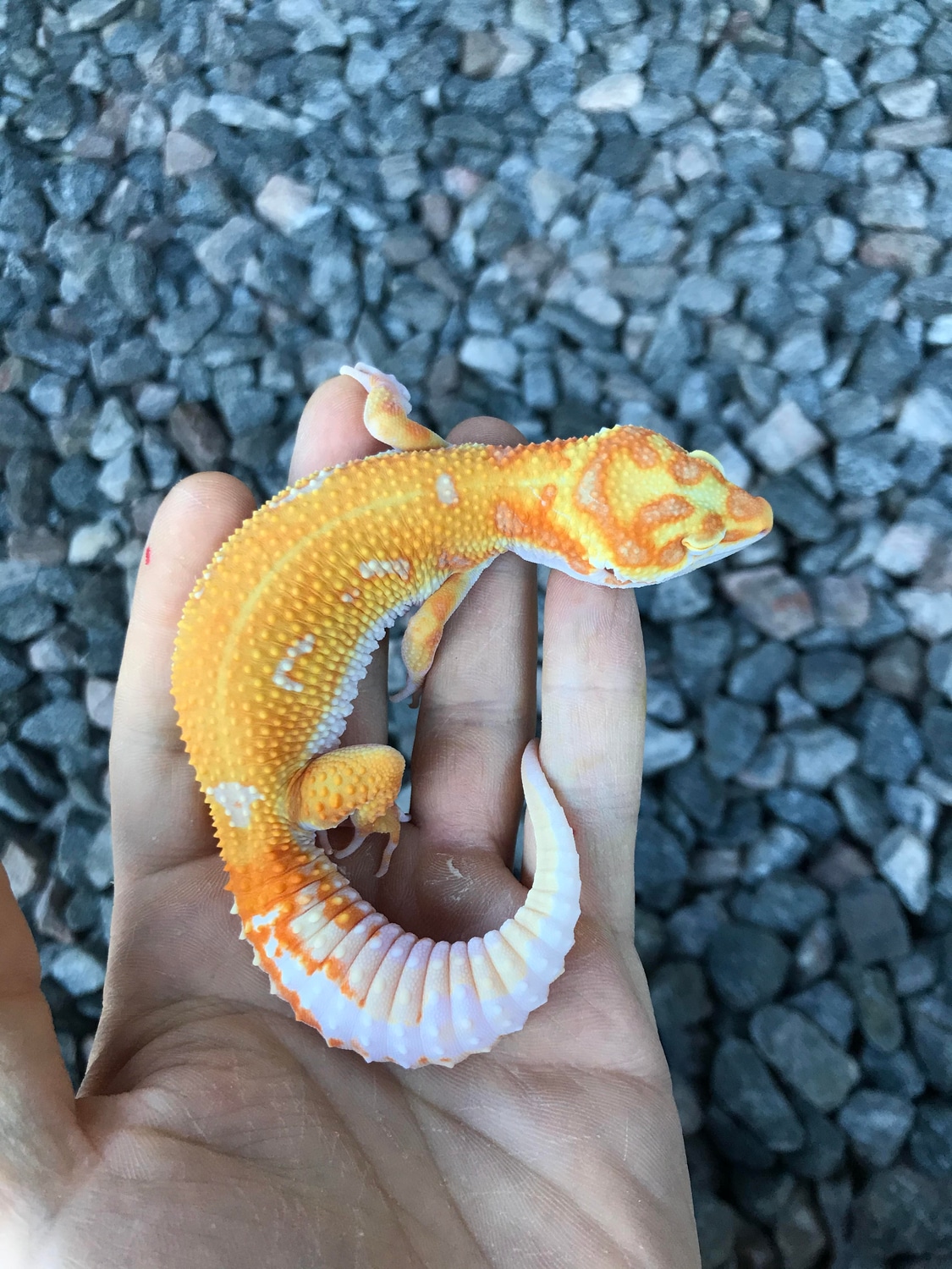 Extreme Emerine Poss Het Raptor Possible White And Yellow African Fat ...