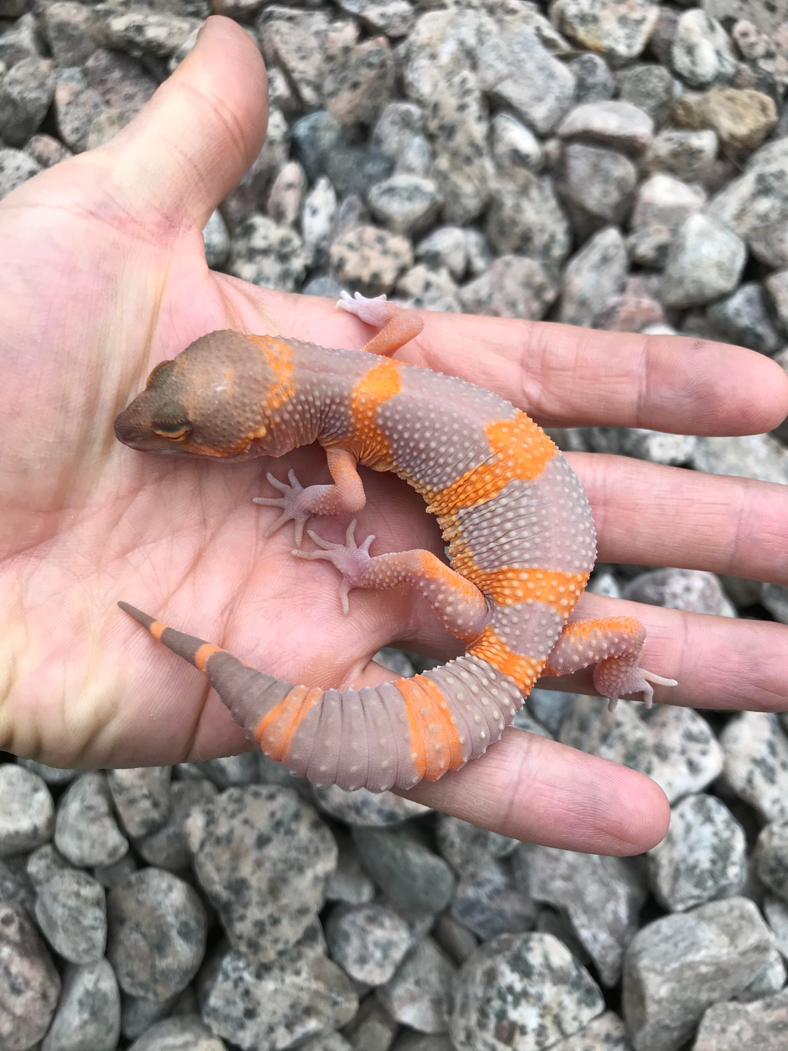 Lava (Black Night Tremper Albino Mandarin Tangerine) Leopard Gecko by ...