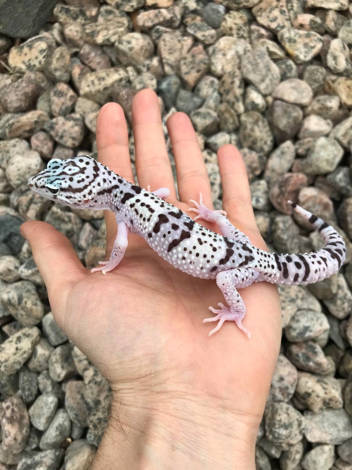 Iranian Ilam Locale Leopard Gecko by Xtreme Exotics Canada - MorphMarket