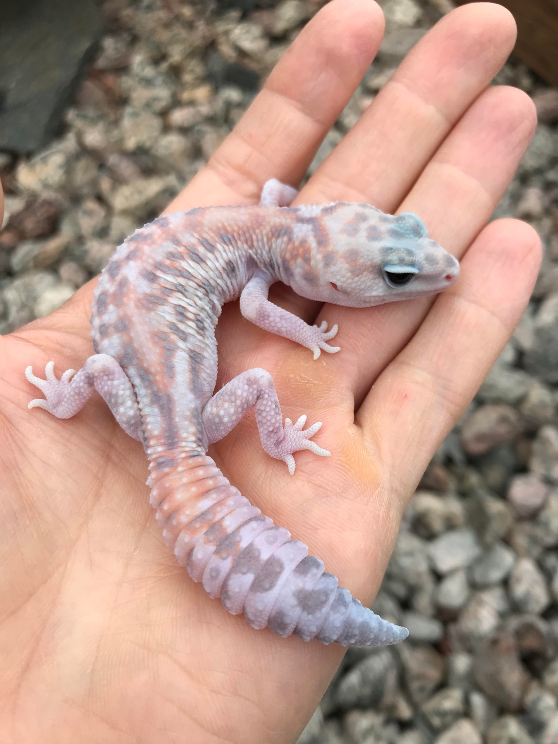 Whiteout Ghost Patternless (Pet Only) African Fat-Tailed Gecko by ...