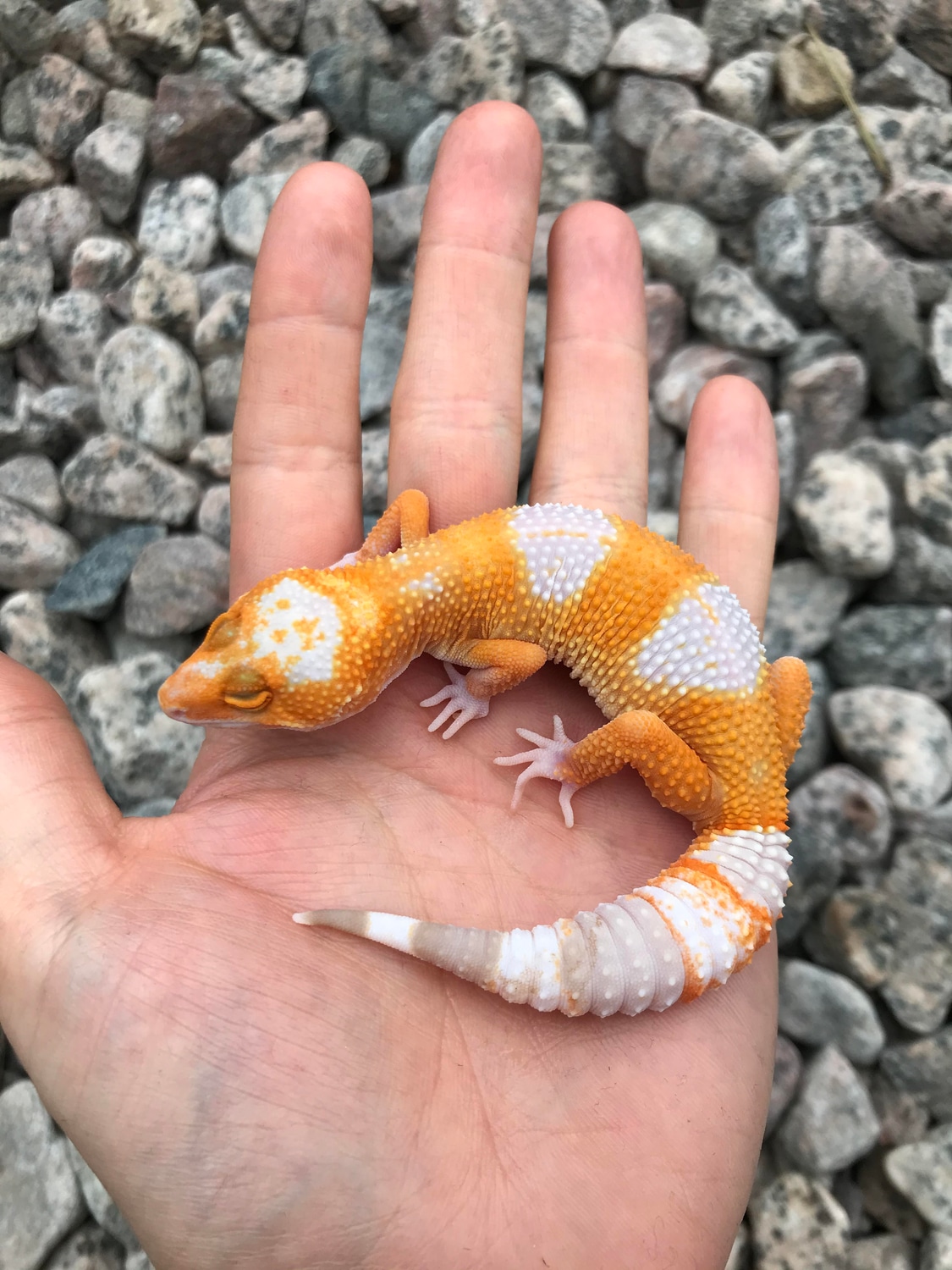 Lava Black Night Leopard Gecko by Xtreme Exotics Canada - MorphMarket