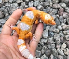 Lava Black Night Leopard Gecko by Xtreme Exotics Canada - MorphMarket