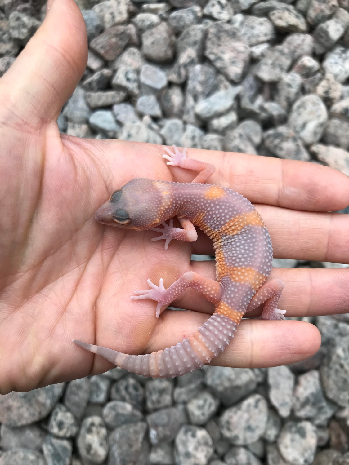 Lava Black Night Leopard Gecko by Xtreme Exotics Canada - MorphMarket