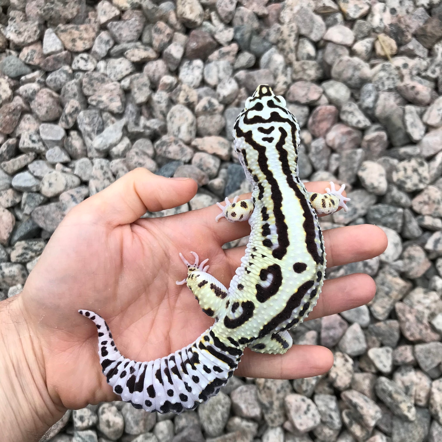 Super Giant Mack Snow Bold Stripe Bandit White Yellow 66% Het Tremper ...