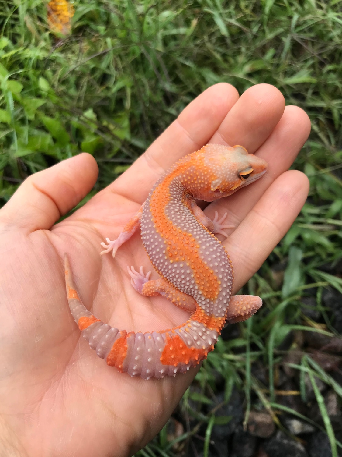 Red Stripe Black Water Leopard Gecko by Xtreme Exotics Canada - MorphMarket