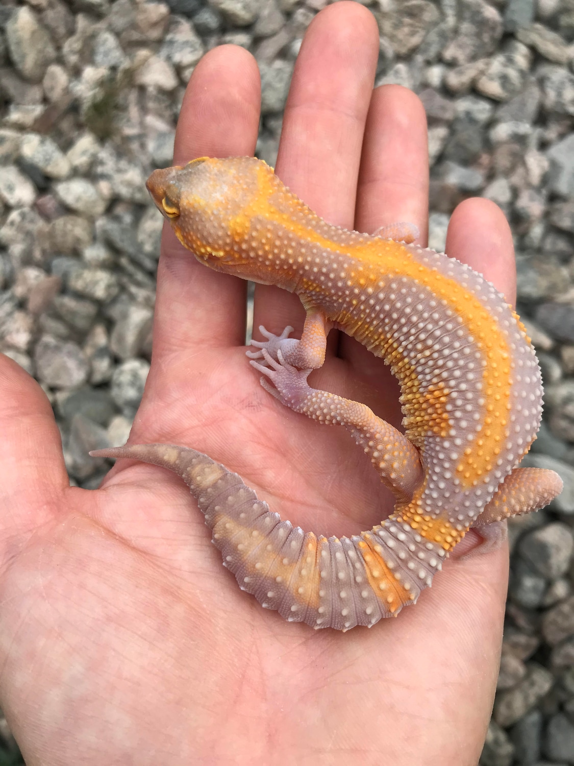 Lava Black Night Leopard Gecko by Xtreme Exotics Canada - MorphMarket