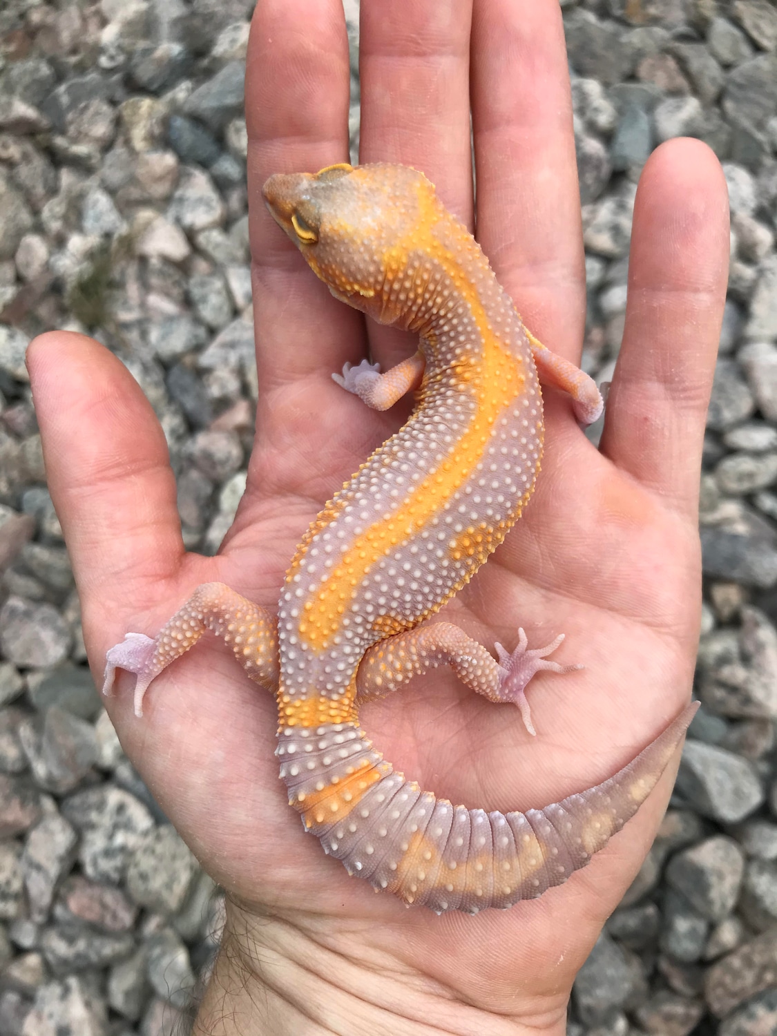 Lava Black Night Leopard Gecko by Xtreme Exotics Canada - MorphMarket