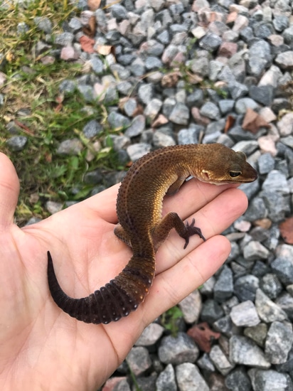 Black Night Mandarin 50% Het Tremper Leopard Gecko by Xtreme Exotics Canada