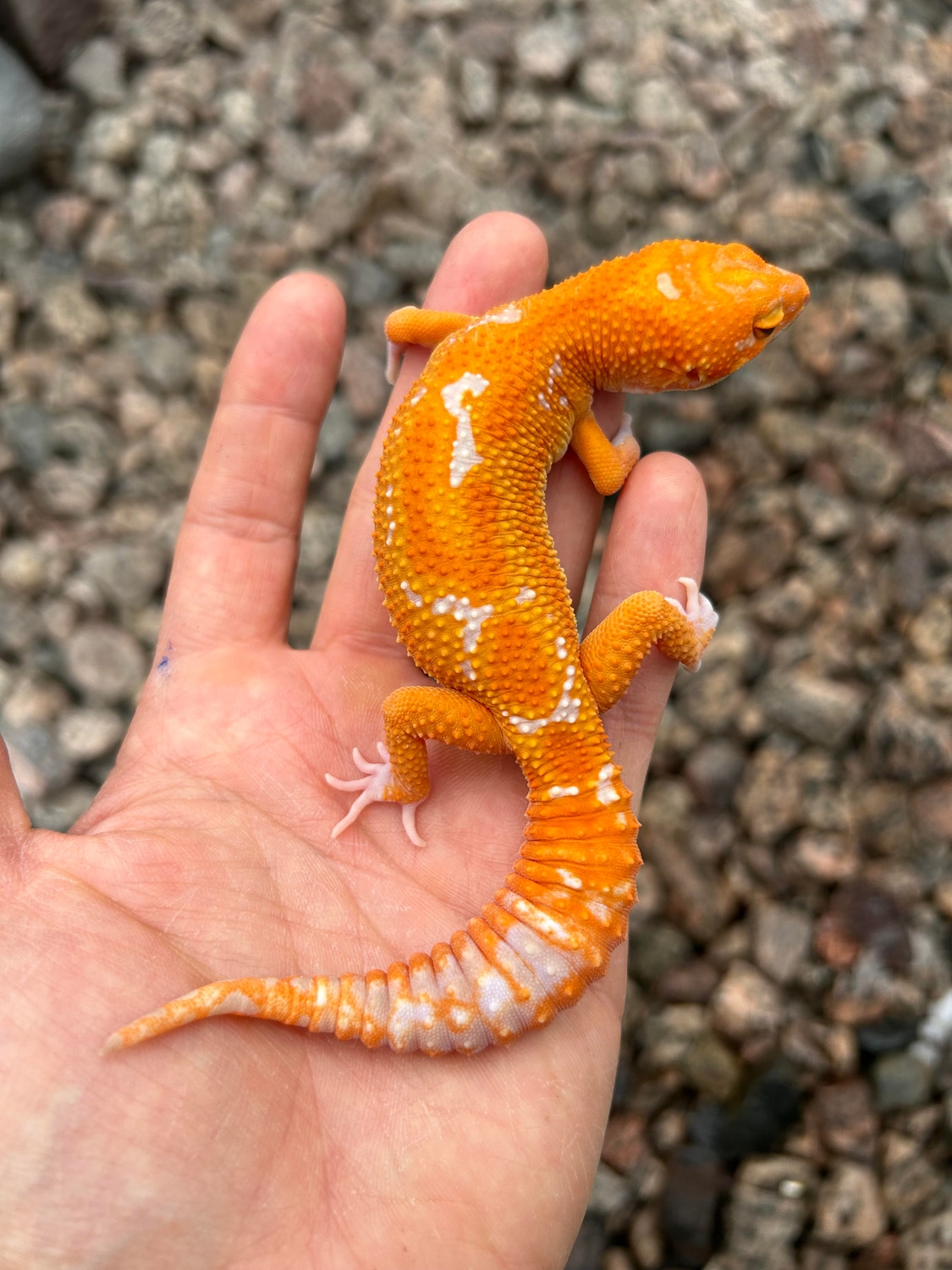 Volcano Leopard Gecko by Xtreme Exotics Canada - MorphMarket