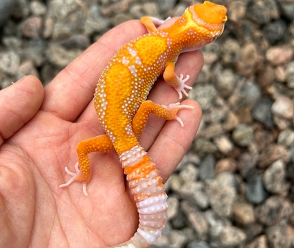 Lava Black Night Leopard Gecko by Xtreme Exotics Canada - MorphMarket