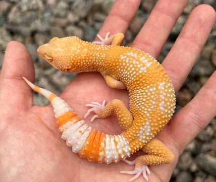 Dark Lava Black Night, One Of The Darkest Offered. Leopard Gecko by ...