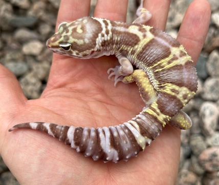 Dark Lava Black Night, One Of The Darkest Offered. Leopard Gecko by ...