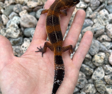 Lava Black Night Leopard Gecko by Xtreme Exotics Canada - MorphMarket