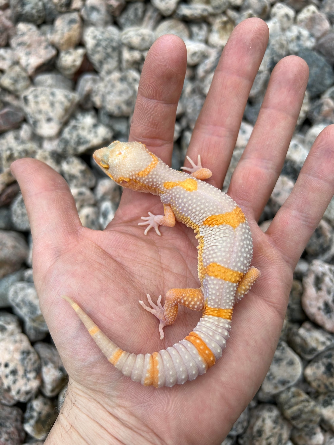 Lava Black Night Leopard Gecko by Xtreme Exotics Canada - MorphMarket