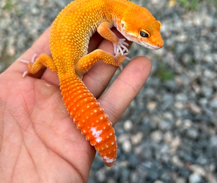 Dark Lava Black Night, One Of The Darkest Offered. Leopard Gecko by ...