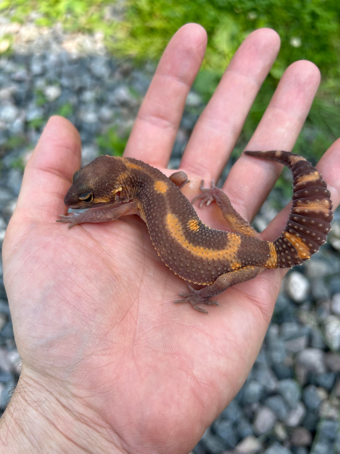 Dark Lava Black Night, One Of The Darkest Offered. Leopard Gecko by ...