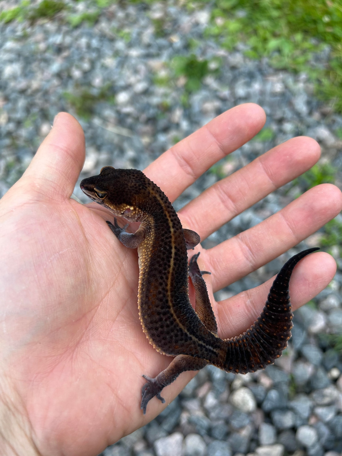Black Night Mandarin 66% Het Tremper Possible Lava Maker Leopard Gecko ...