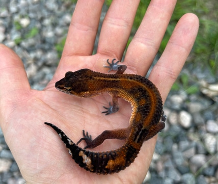 Dark Lava Black Night, One Of The Darkest Offered. Leopard Gecko by ...