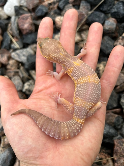 Lava Black Night Leopard Gecko by Xtreme Exotics Canada