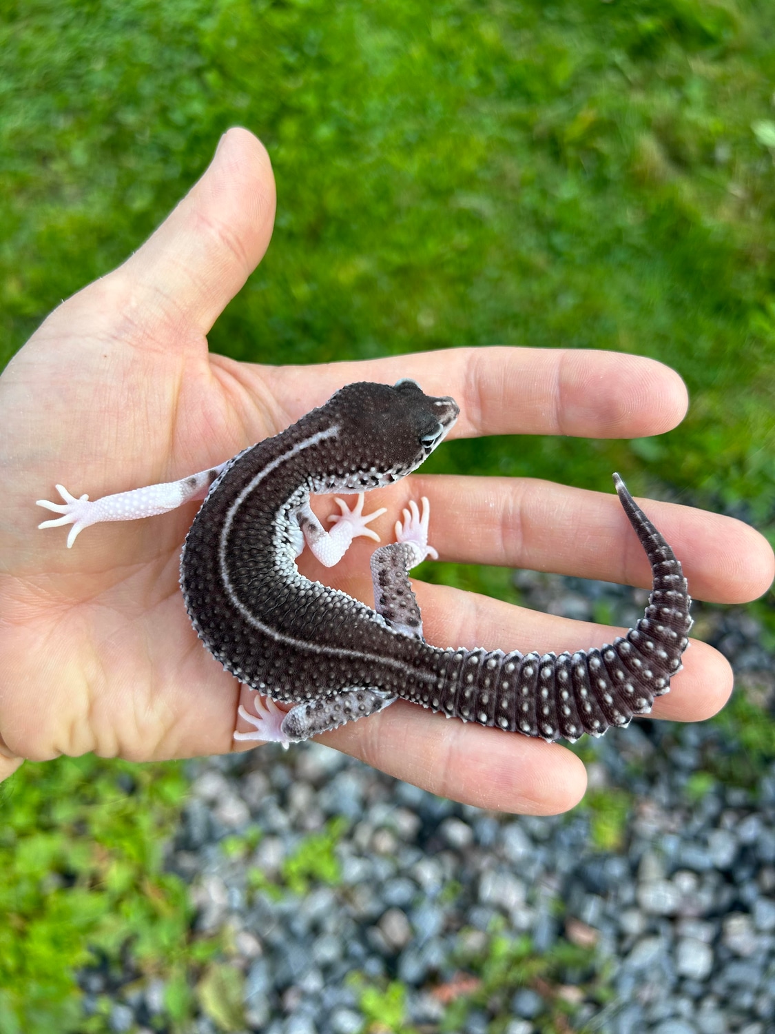 Female Black Night Super Snow 66% Het Eclipse Low Chance Poss Het ...