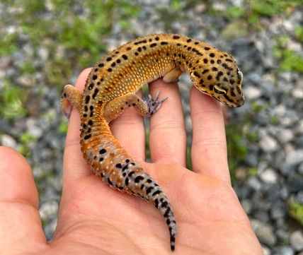 Dark Lava Black Night, One Of The Darkest Offered. Leopard Gecko by ...