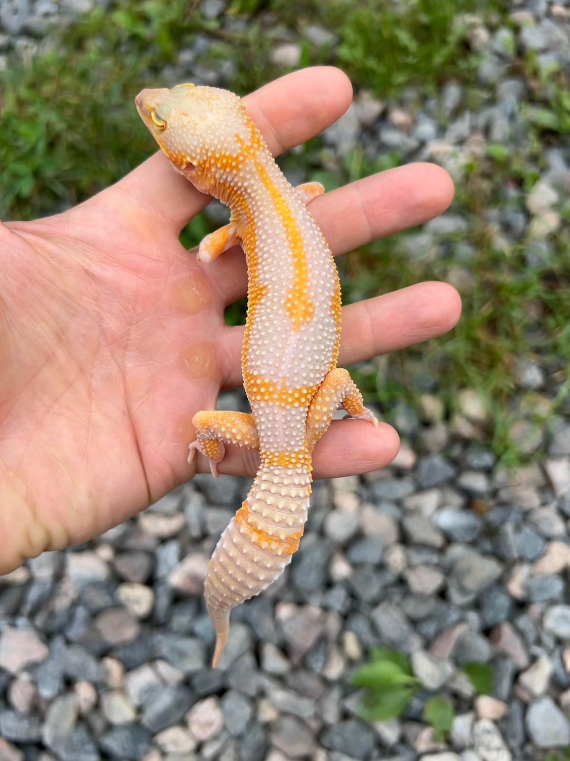 Lava Black Night Leopard Gecko by Xtreme Exotics Canada - MorphMarket