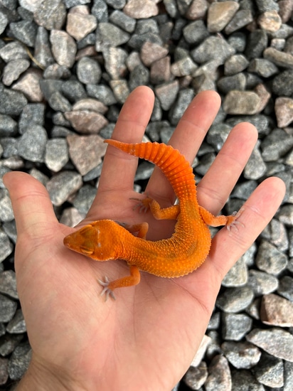Mandarin Blood Emerine Poss Het Tremper Leopard Gecko by Xtreme Exotics ...