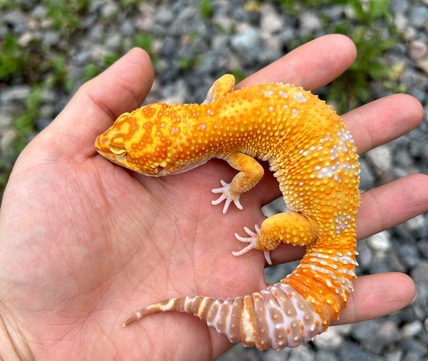 Volcano Leopard Gecko by Xtreme Exotics Canada - MorphMarket