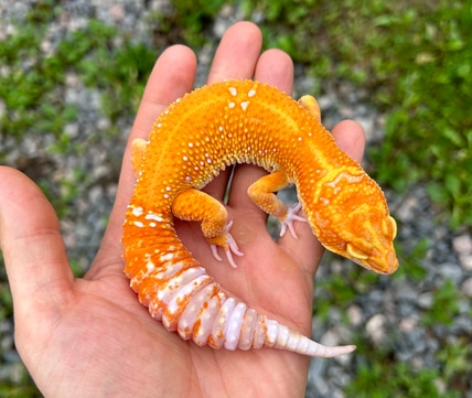 Dark Lava Black Night, One Of The Darkest Offered. Leopard Gecko by ...