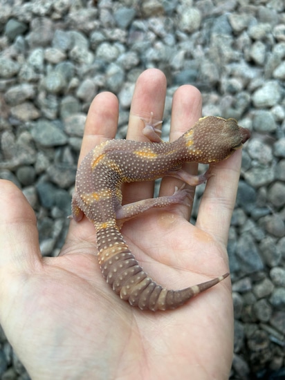 Dark Lava Black Night Leopard Gecko by Xtreme Exotics Canada