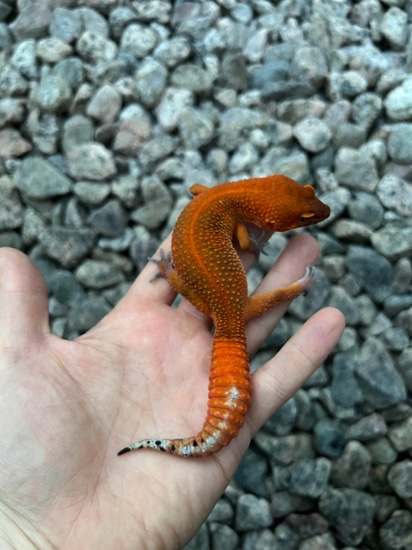 Dark Blood Emerine Mandarin Leopard Gecko by Xtreme Exotics Canada